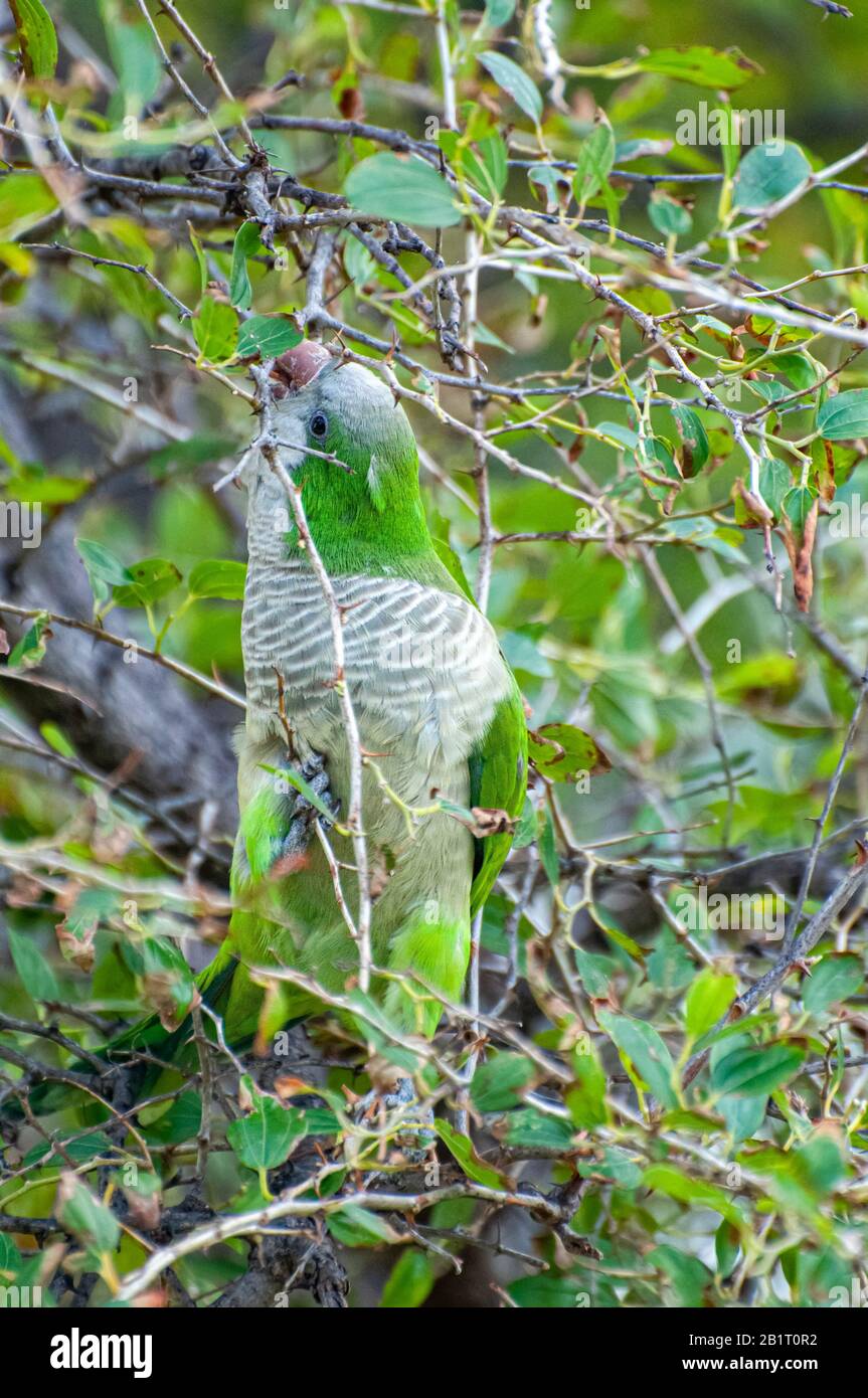 Alexandrine parrot hi-res stock photography and images - Alamy