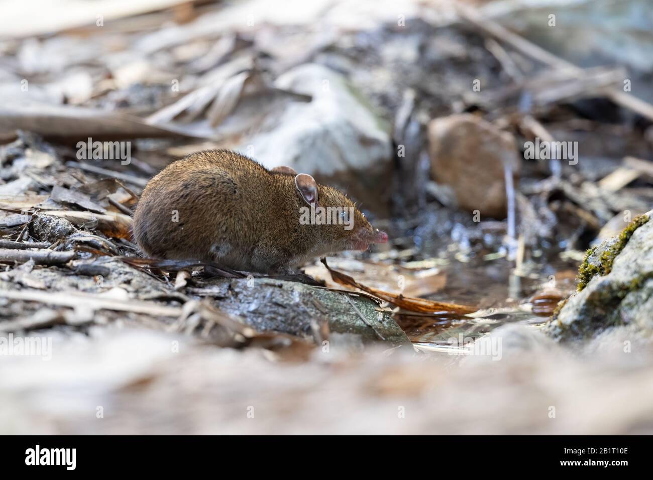 The short-tailed gymnure (Hylomys suillus) is a small mammal from the ...
