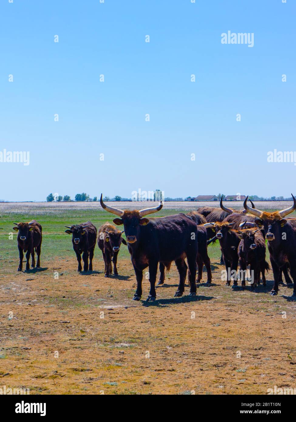 Aurochs stand in the field in the Hortobagy National Park in Hungary ...