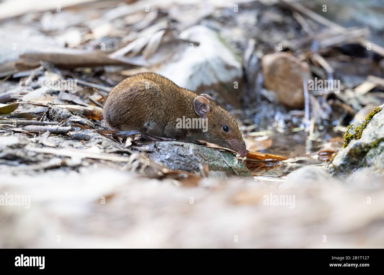 Erinaceidae hi-res stock photography and images - Alamy