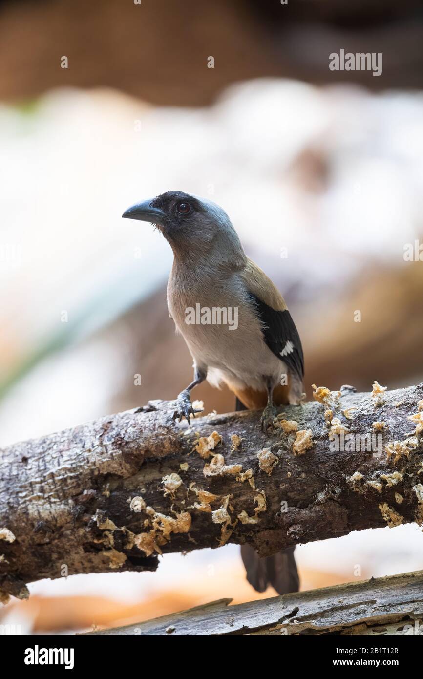The grey treepie, also known as the Himalayan treepie, (Dendrocitta ...