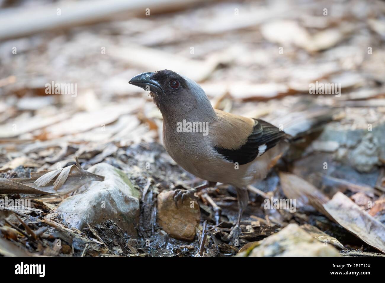 The grey treepie, also known as the Himalayan treepie, (Dendrocitta ...