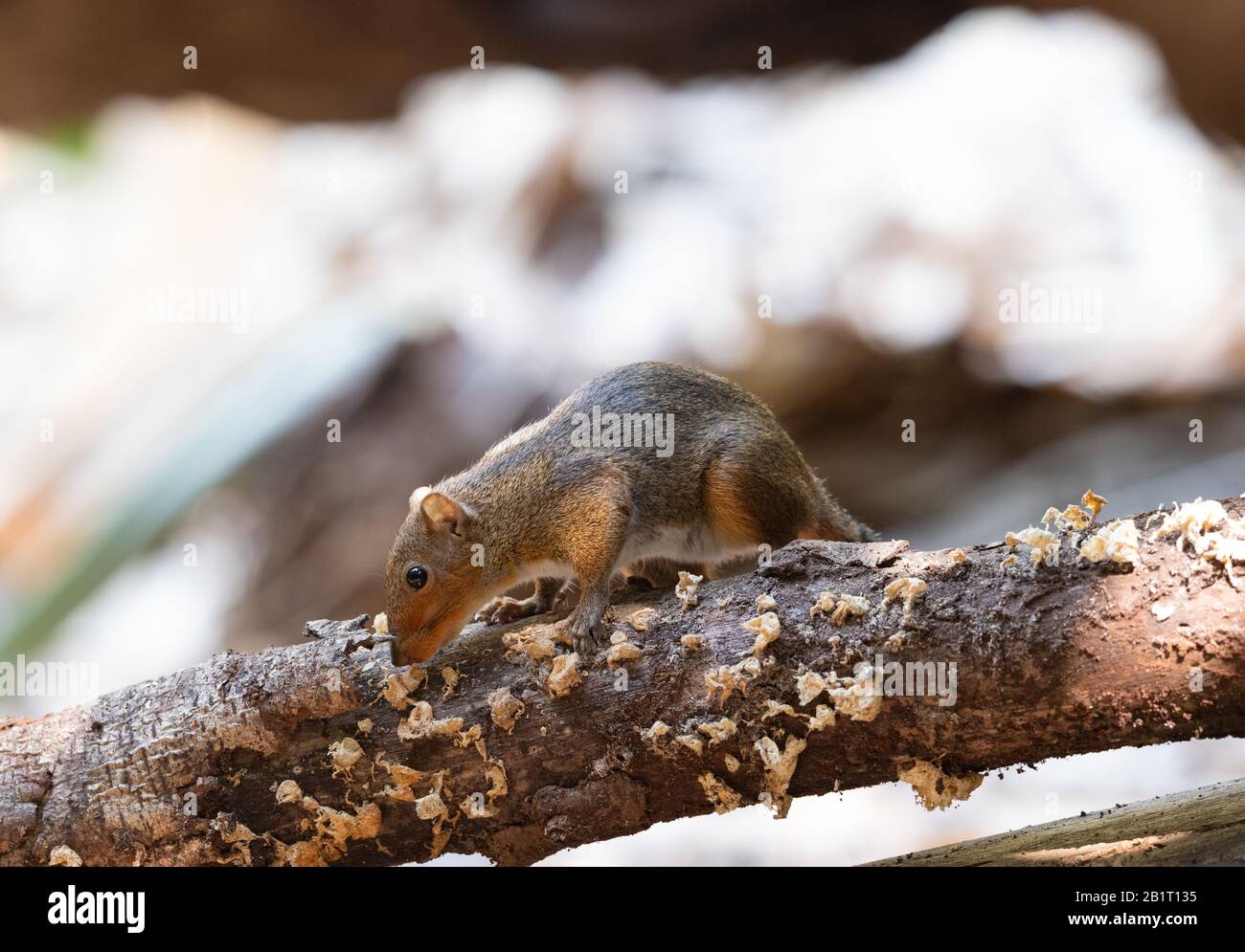 The Asian red-cheeked Squirrel (Dremomys rufigenis) is a species of ...