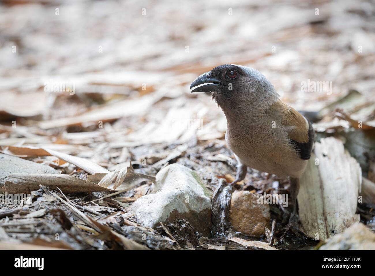 The grey treepie, also known as the Himalayan treepie, (Dendrocitta ...