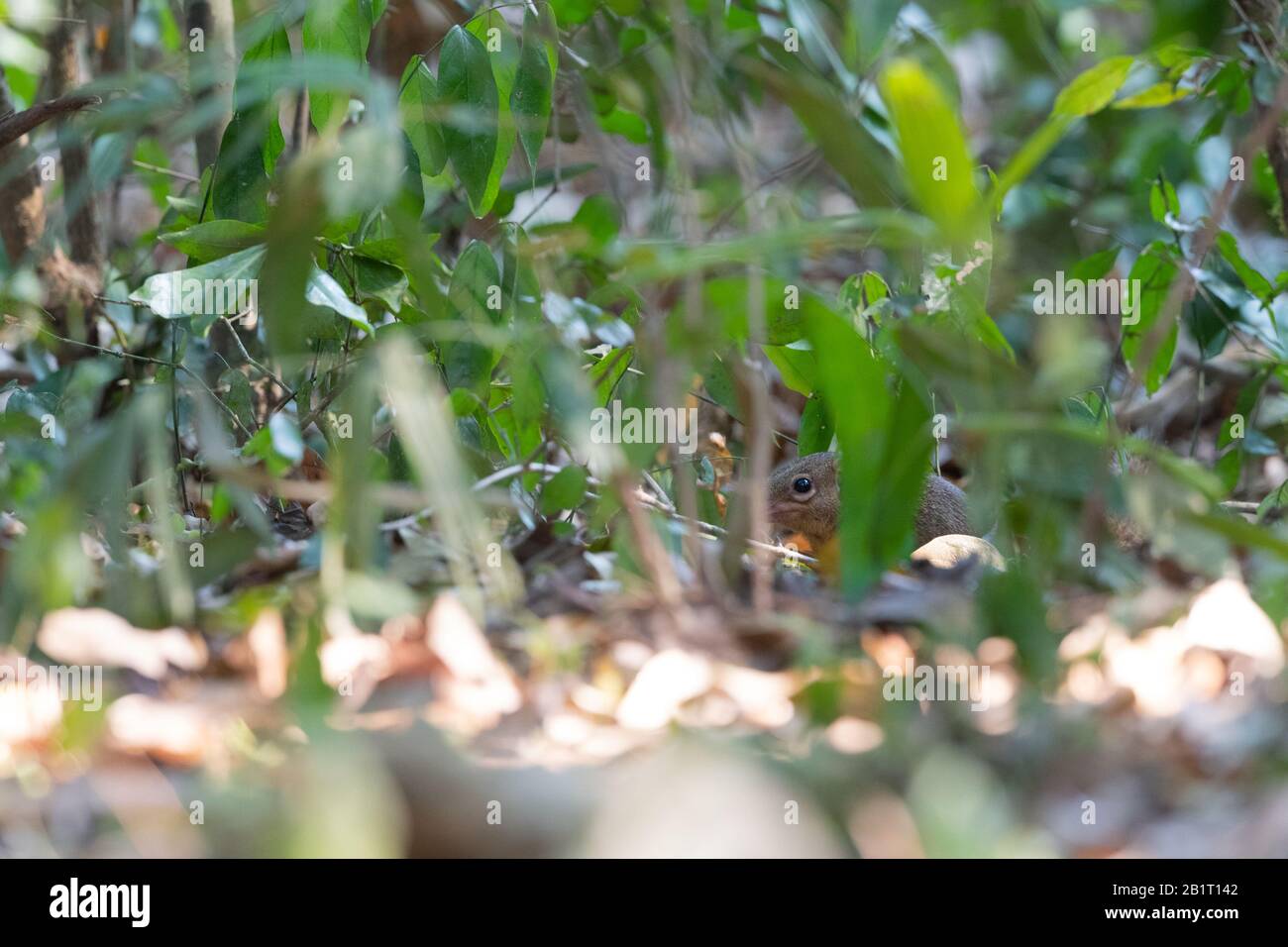 The northern treeshrew (Tupaia belangeri) is a treeshrew species native ...