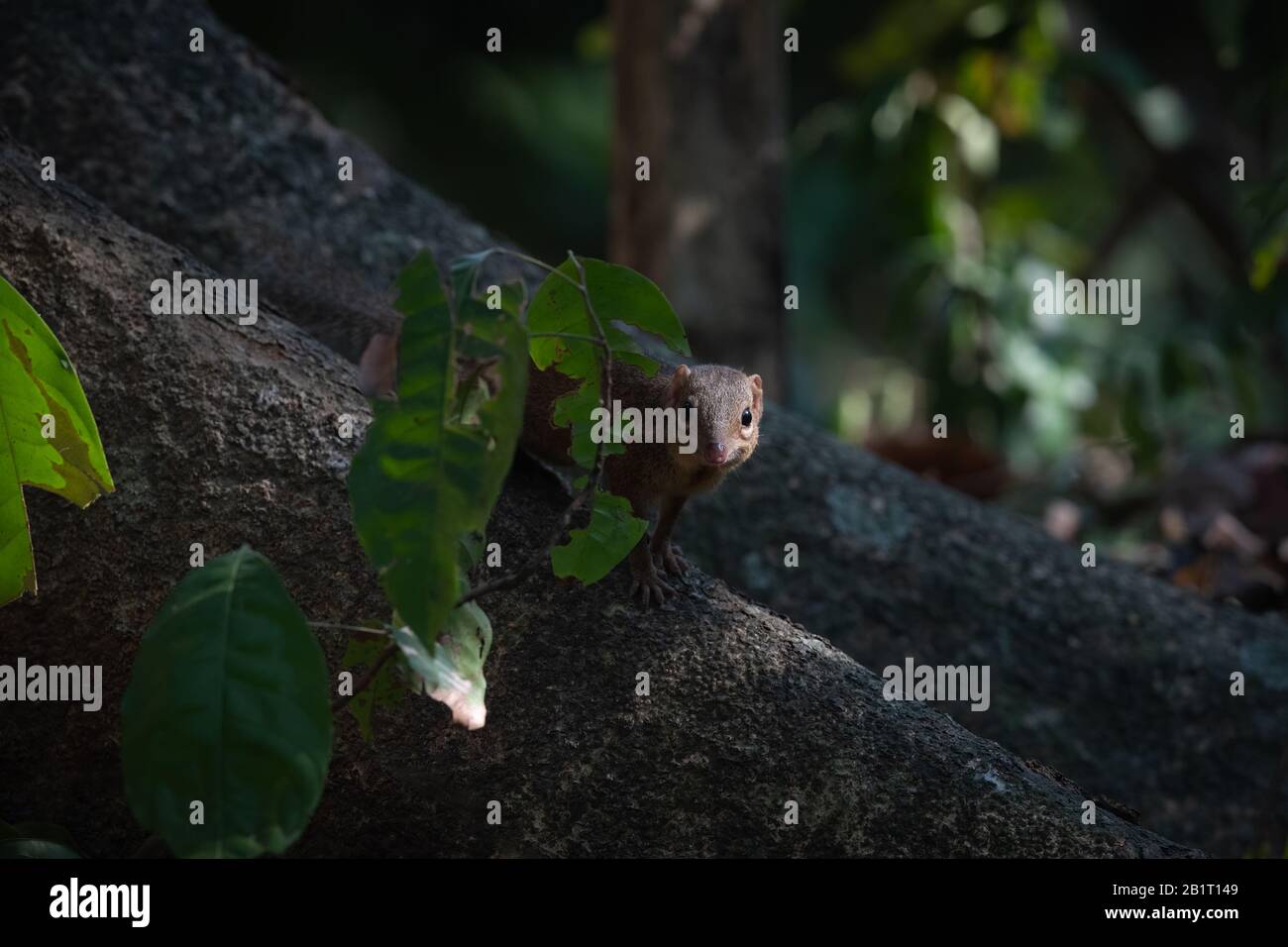 The northern treeshrew (Tupaia belangeri) is a treeshrew species native ...