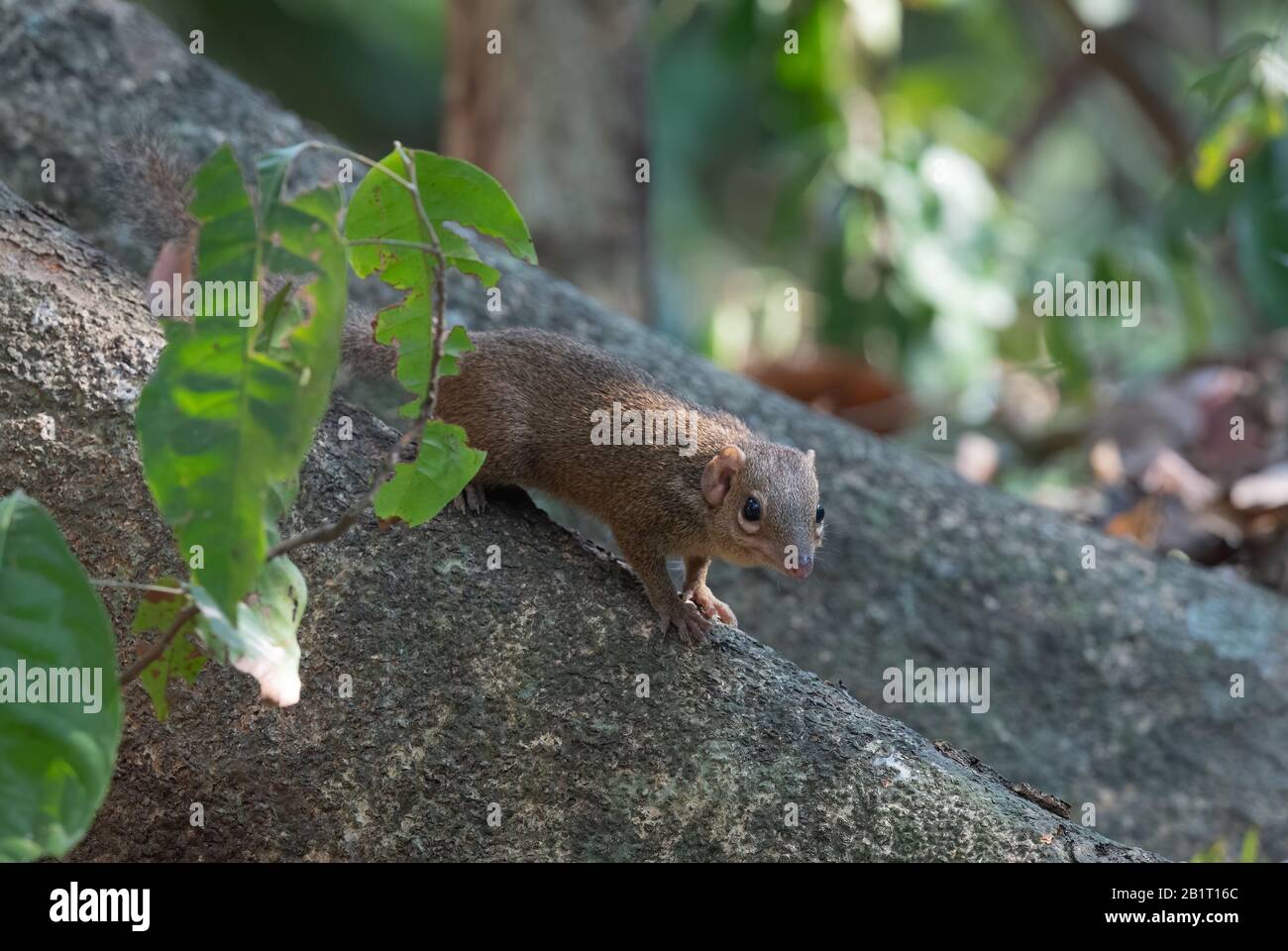 The northern treeshrew (Tupaia belangeri) is a treeshrew species native ...
