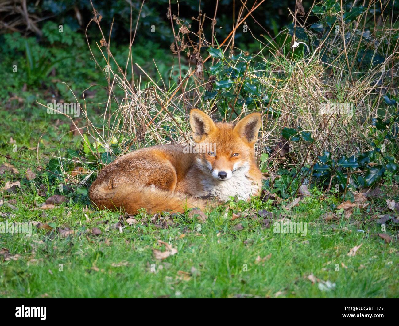 Handsome fox resting in morning sun in the garden. Gazing eye to eye ...