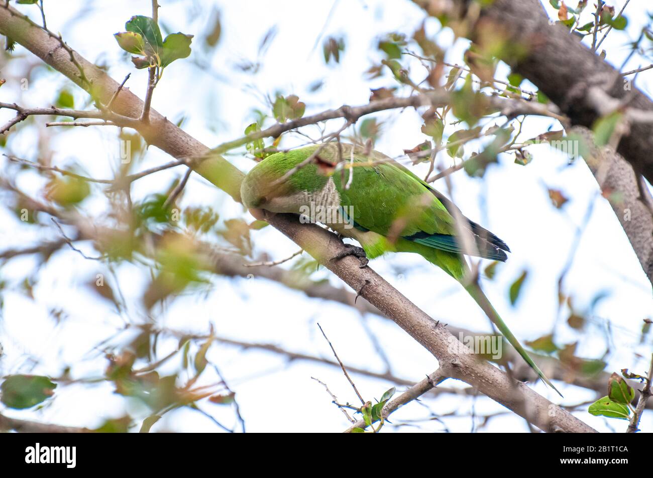 Alexandrine parakeet (Psittacula eupatria), also known as the ...