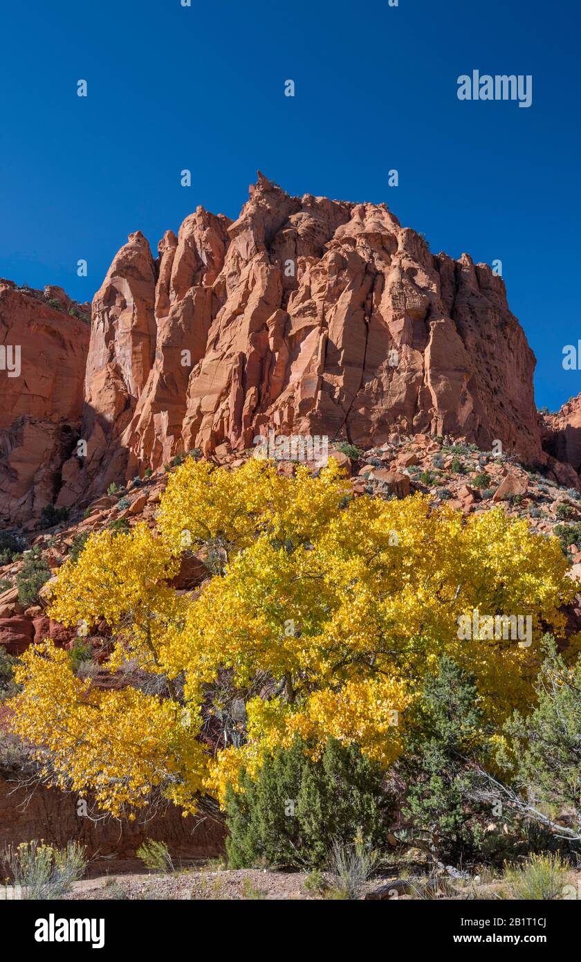 Fremont's cottonwood tree in autumn colors, Wingate Sandstone rocks ...