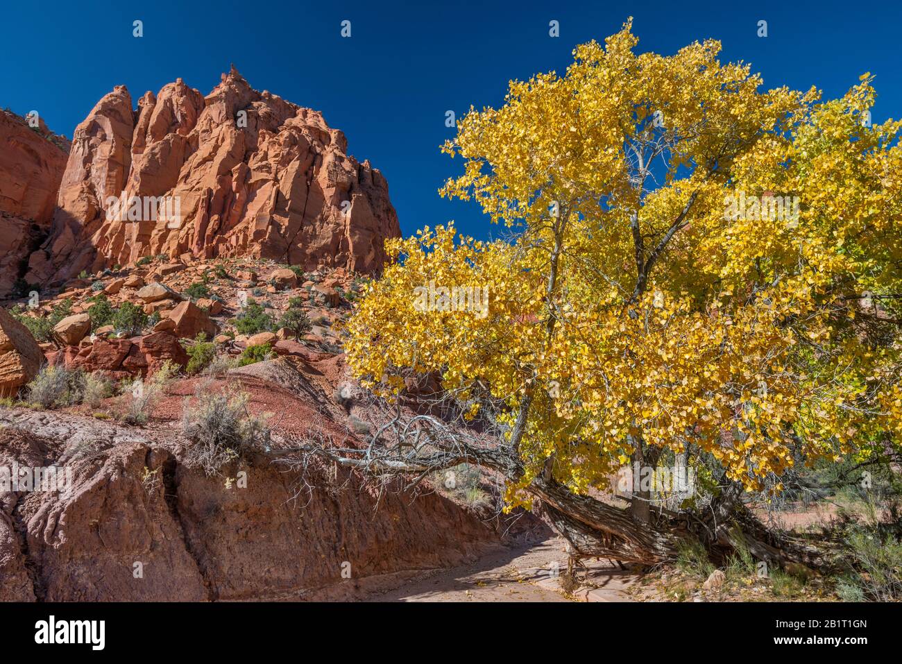 Fremont's cottonwood tree in autumn colors, Wingate Sandstone rocks ...