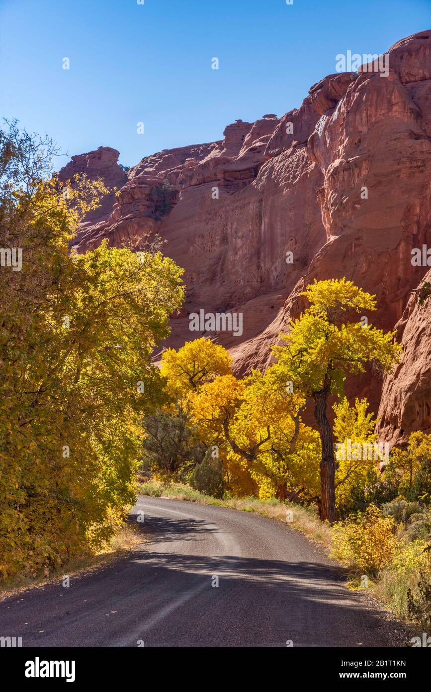 Fremont's cottonwood trees in autumn colors, Wingate Sandstone rocks ...