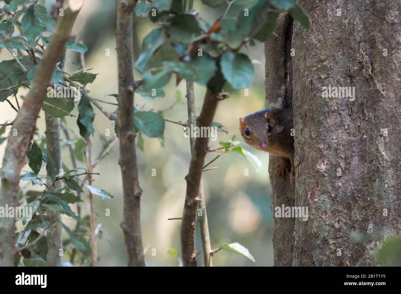 The northern treeshrew (Tupaia belangeri) is a treeshrew species native ...