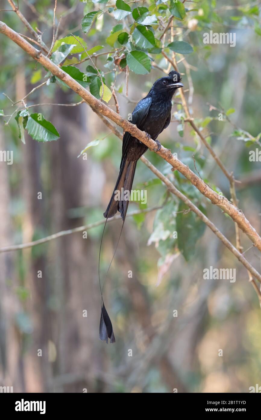 Racket tailed drongo hi-res stock photography and images - Alamy