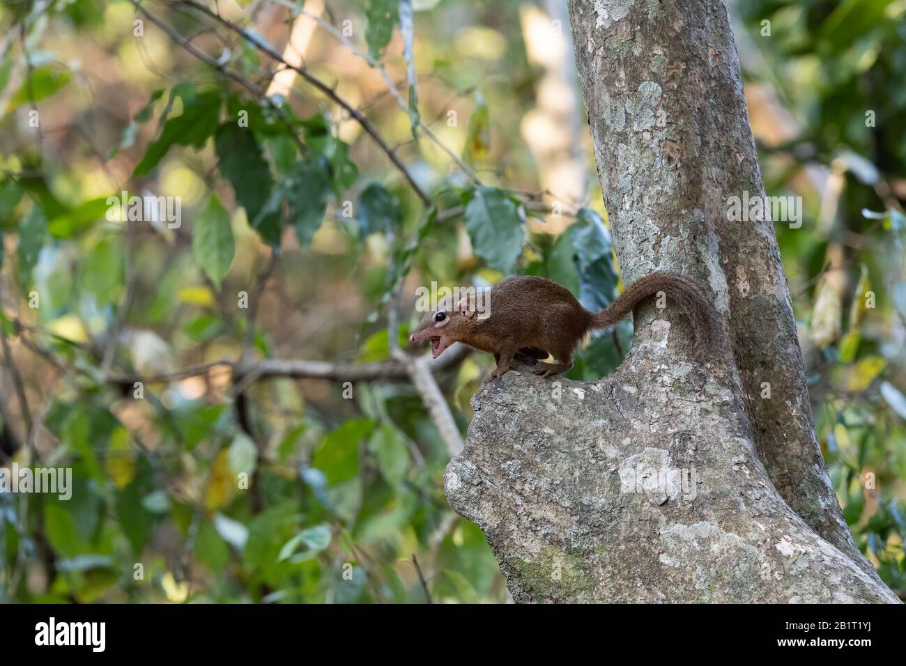 The northern treeshrew (Tupaia belangeri) is a treeshrew species native ...