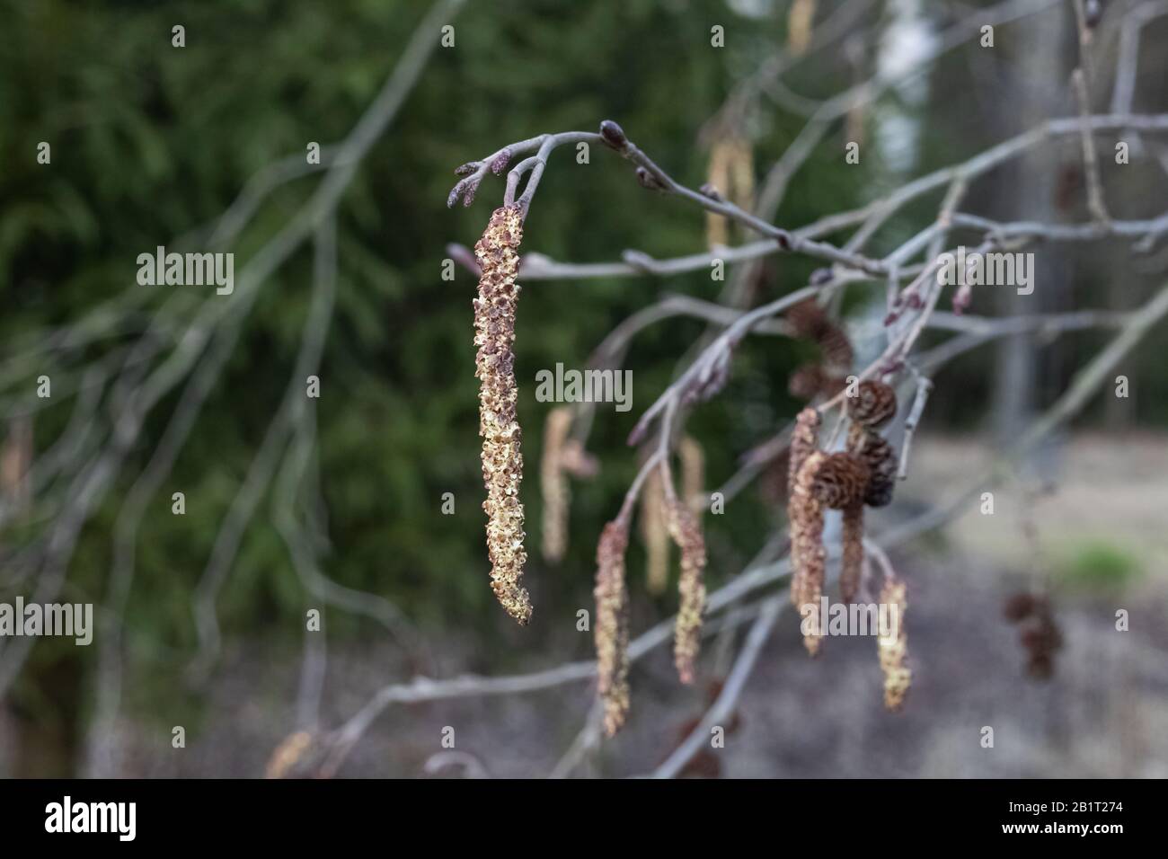 Fluffy catkins hi-res stock photography and images - Alamy