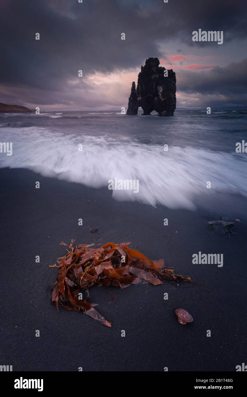 Rhino atlantic hi-res stock photography and images - Alamy