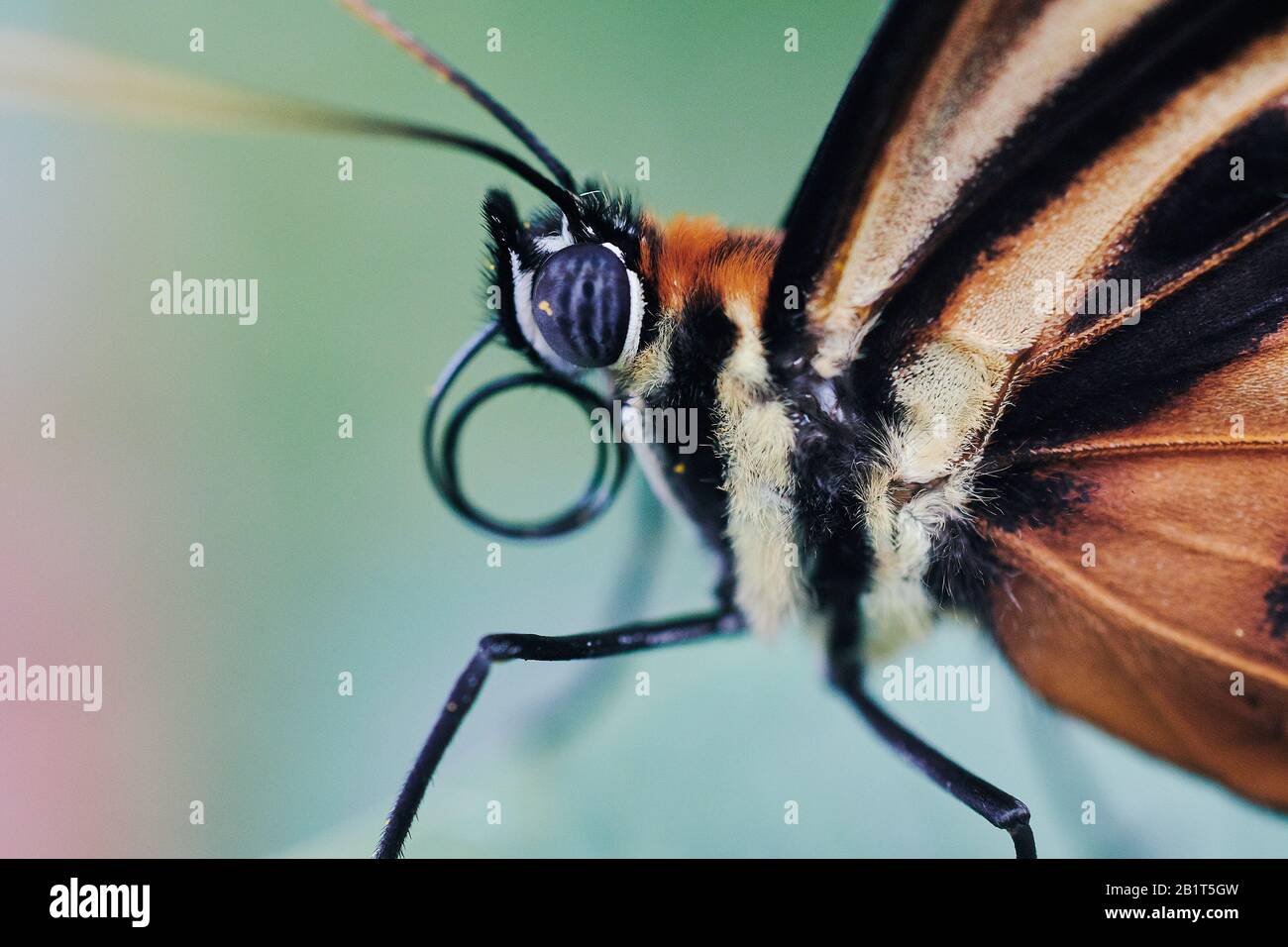 Monarch of the forest hi-res stock photography and images - Alamy