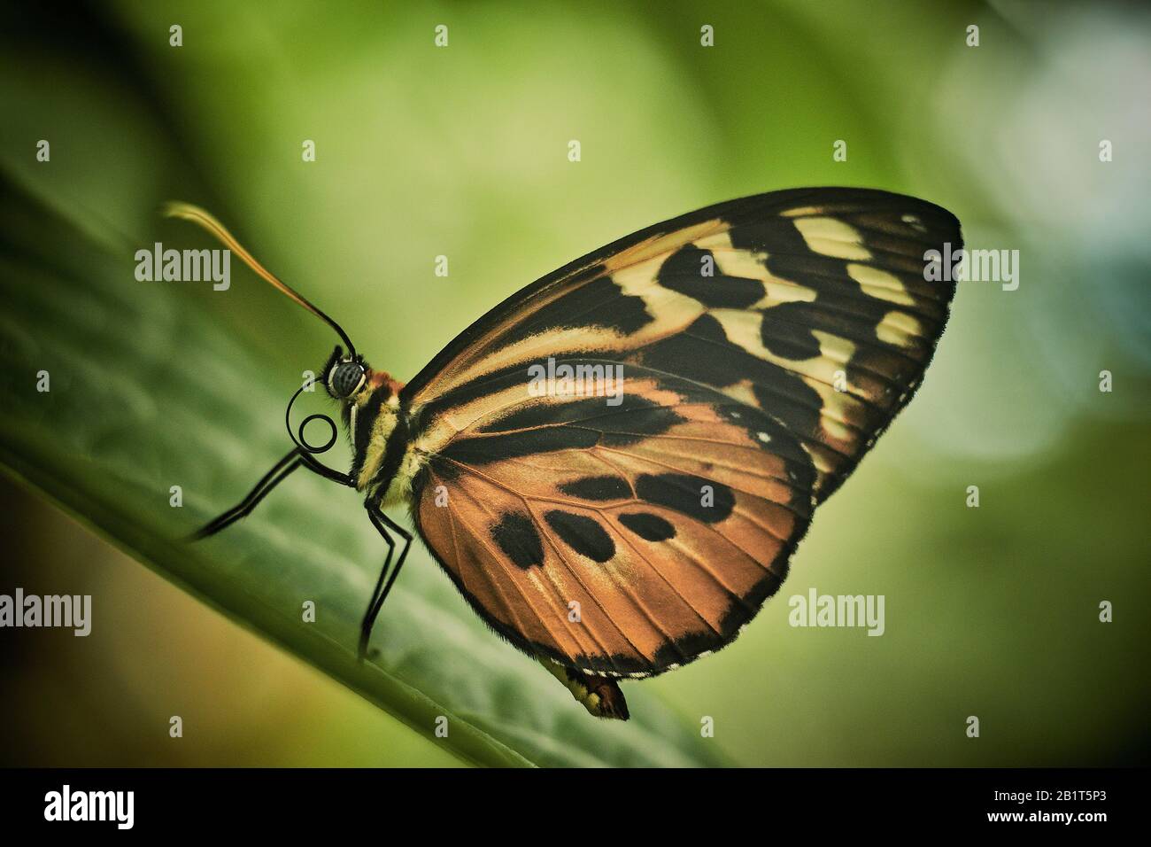 Dead monarch butterfly hi-res stock photography and images - Alamy