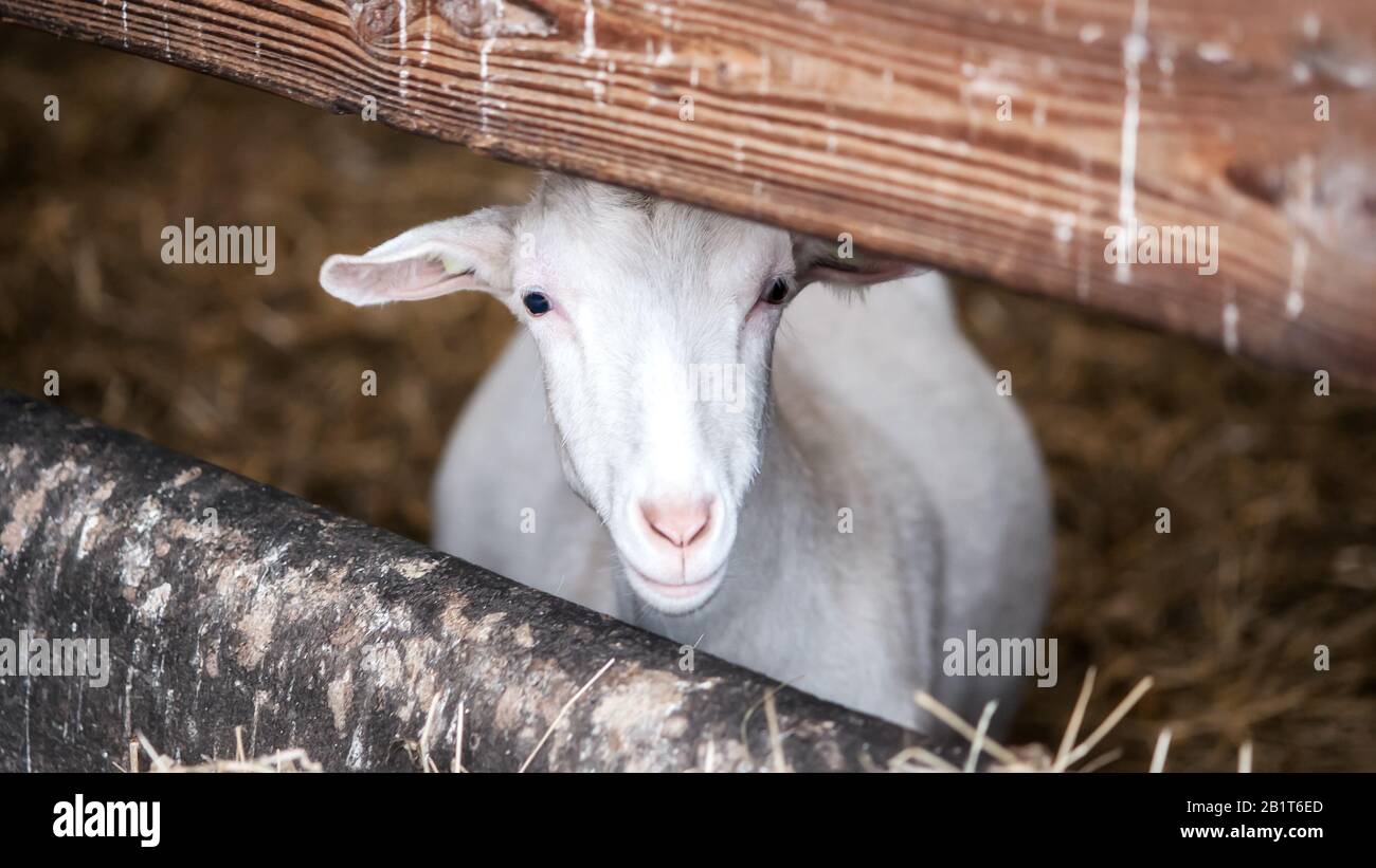 Adorable white goat without horns stands in a barn. Beautiful well ...
