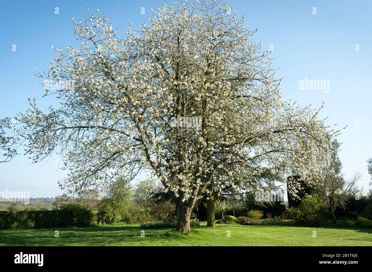 Prunus Avium Tree