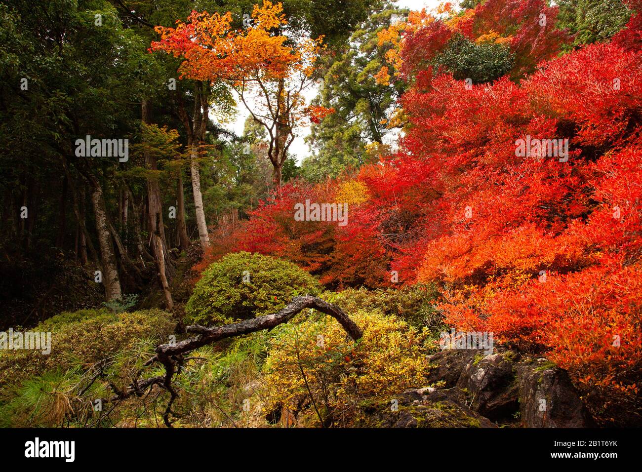 Kōyō (Koyo - Autumn Foliage) As autumn descends, it turns Japan’s ...