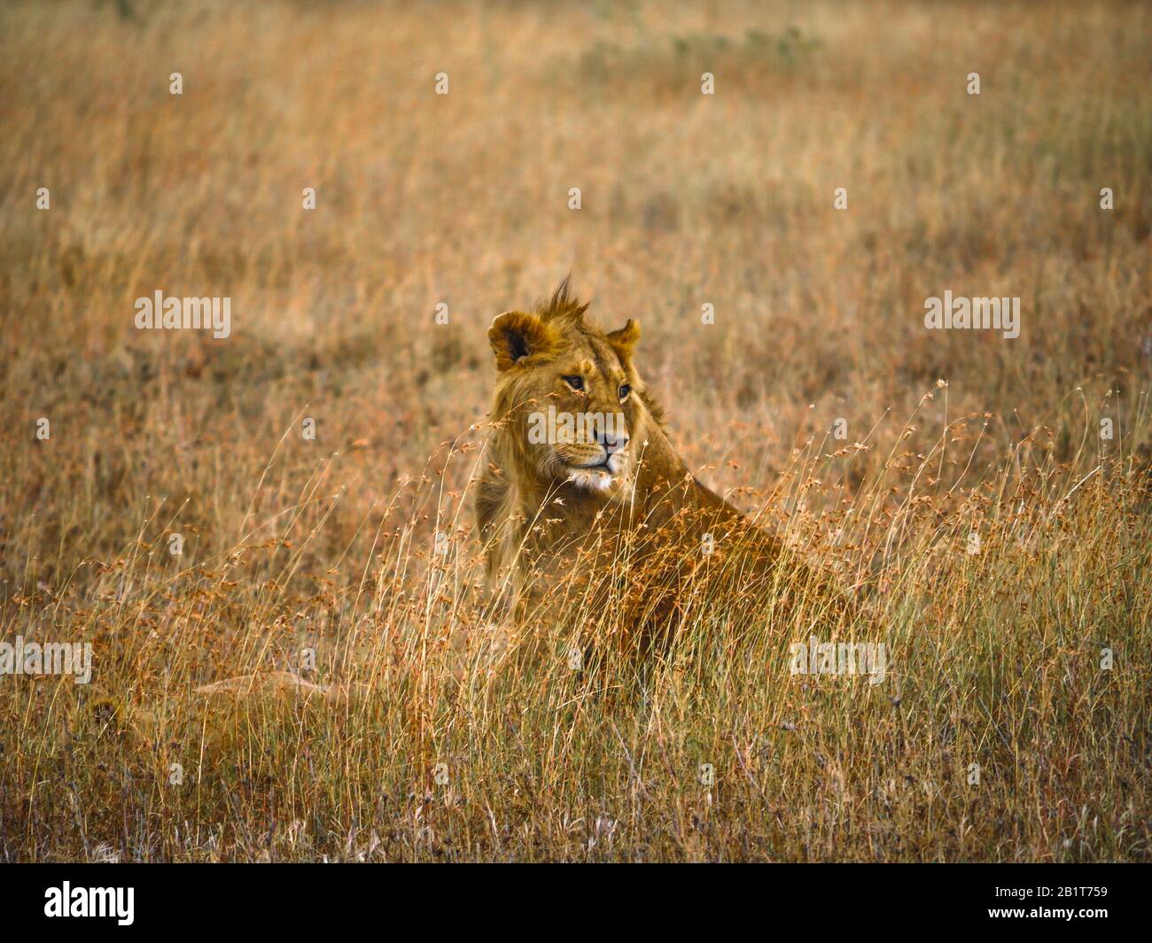 Lions hunting in savannah Stock Photo - Alamy