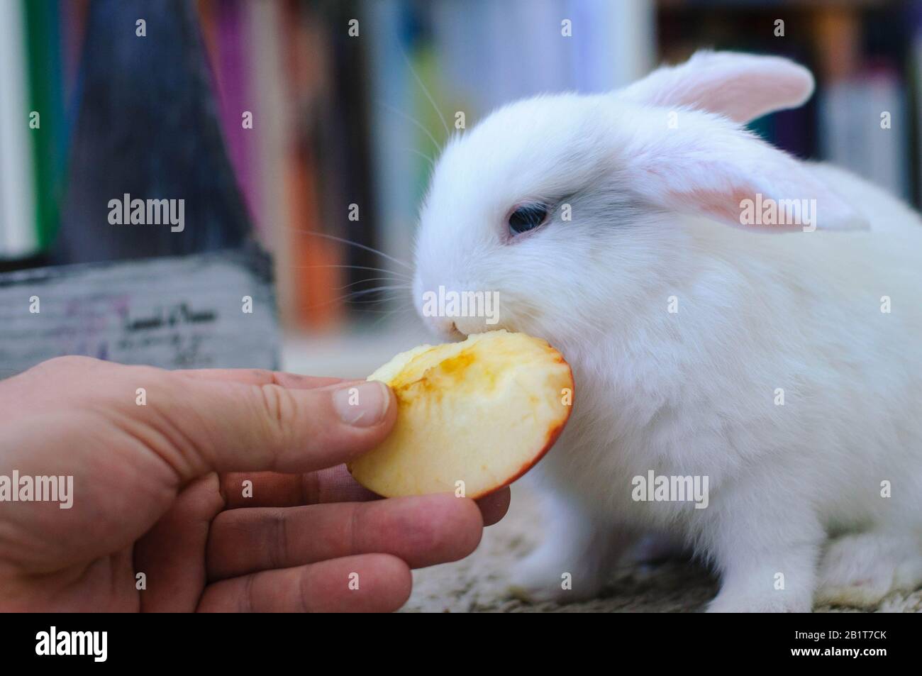 White homemade long-haired rabbit eats apple with the hands of a boy ...
