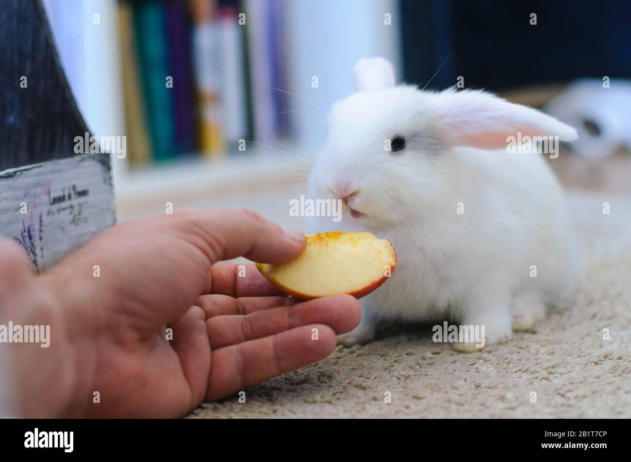 White homemade long-haired rabbit eats apple with the hands of a boy ...