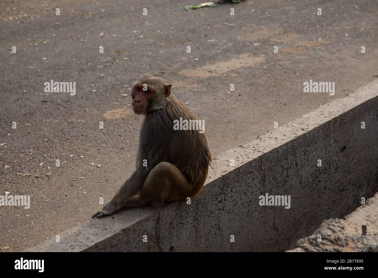 Rhesus monkeys new delhi hi-res stock photography and images - Alamy