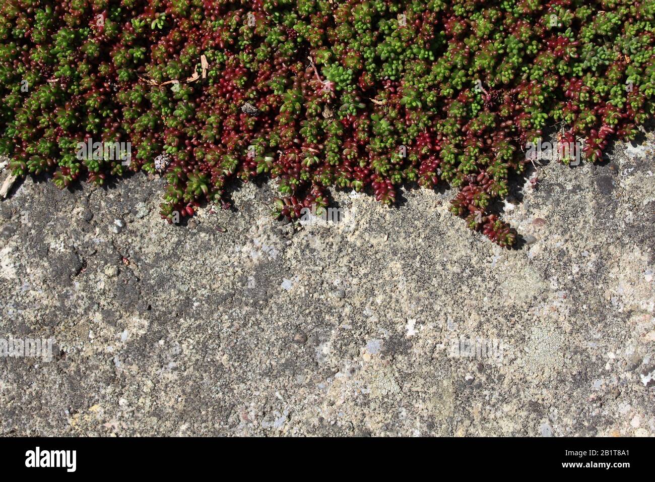 Ground cover plants hi-res stock photography and images - Alamy