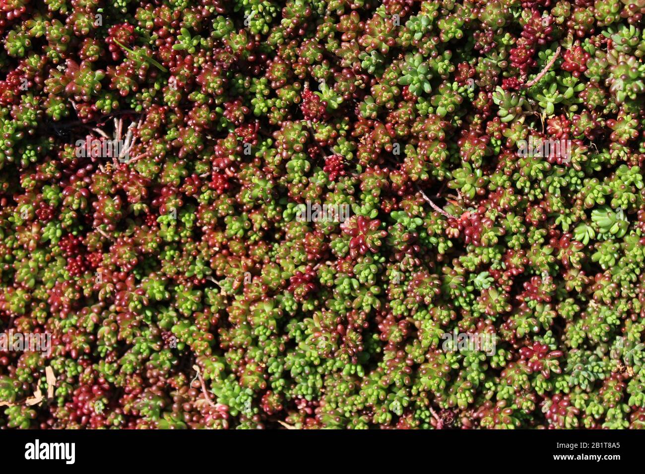The picture shows a ground cover plants in the garden Stock Photo - Alamy