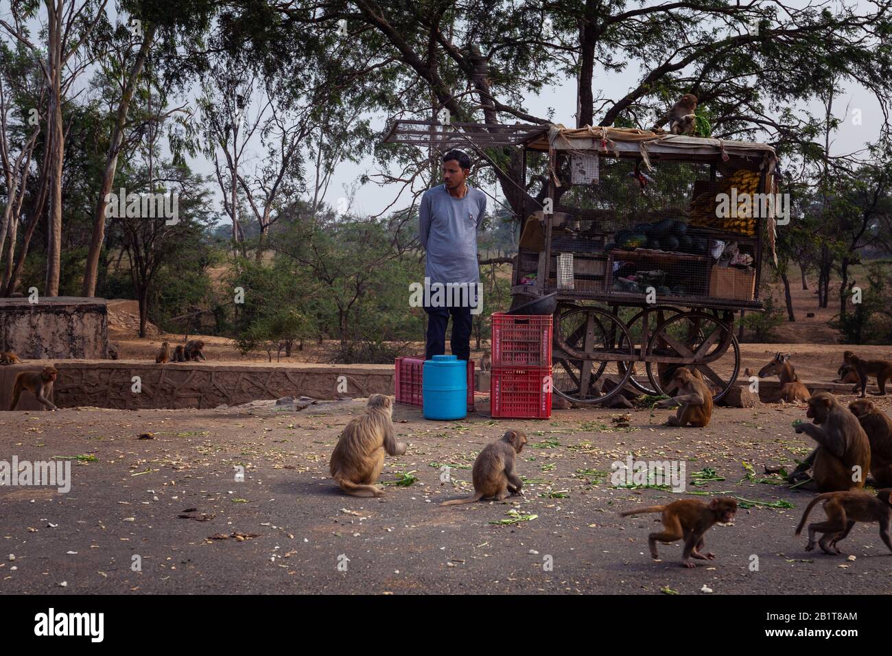 Monkeys in the road between New Delhi and Jaipur, India Stock Photo - Alamy