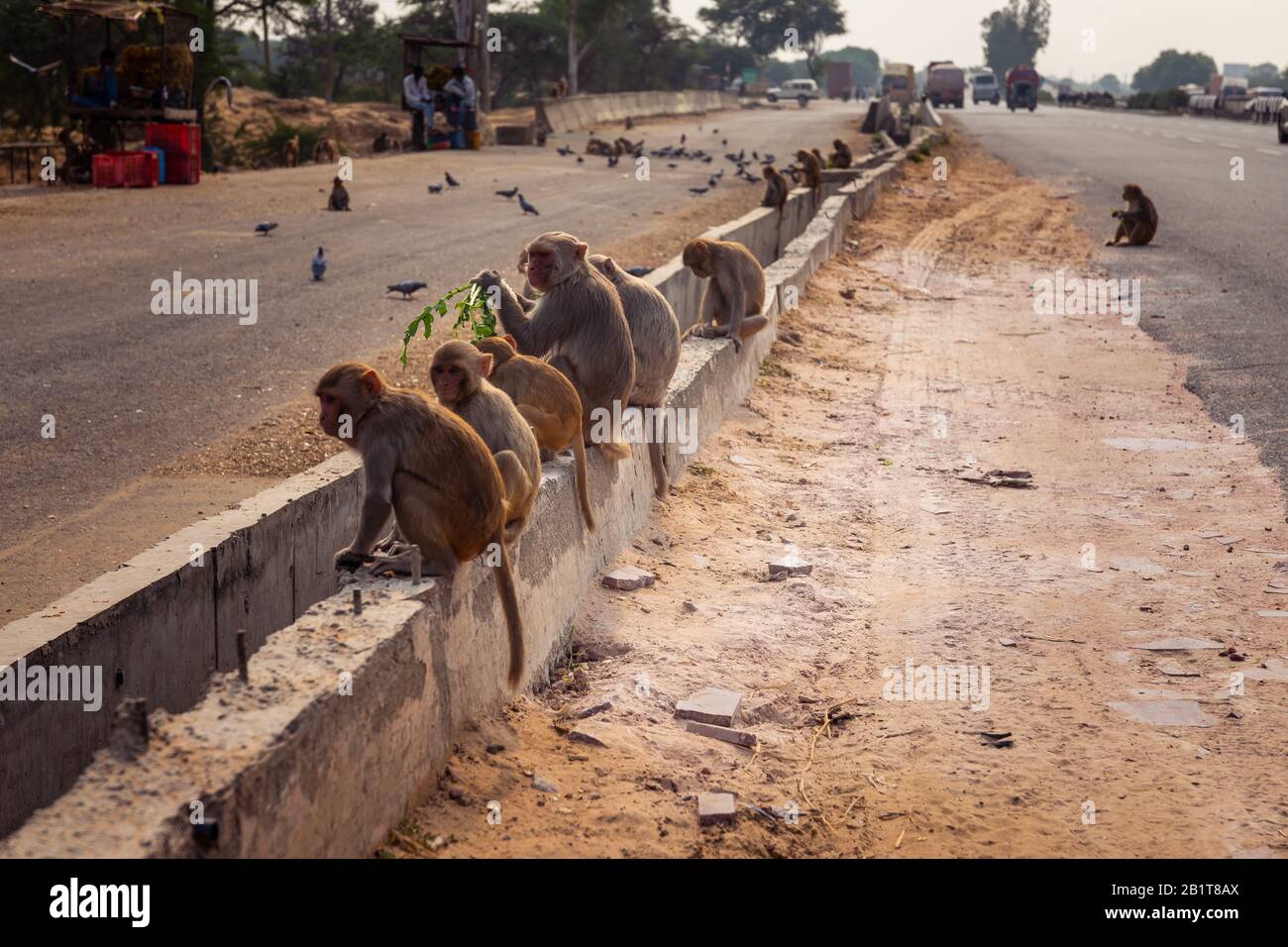 Monkeys in the road between New Delhi and Jaipur, India Stock Photo - Alamy