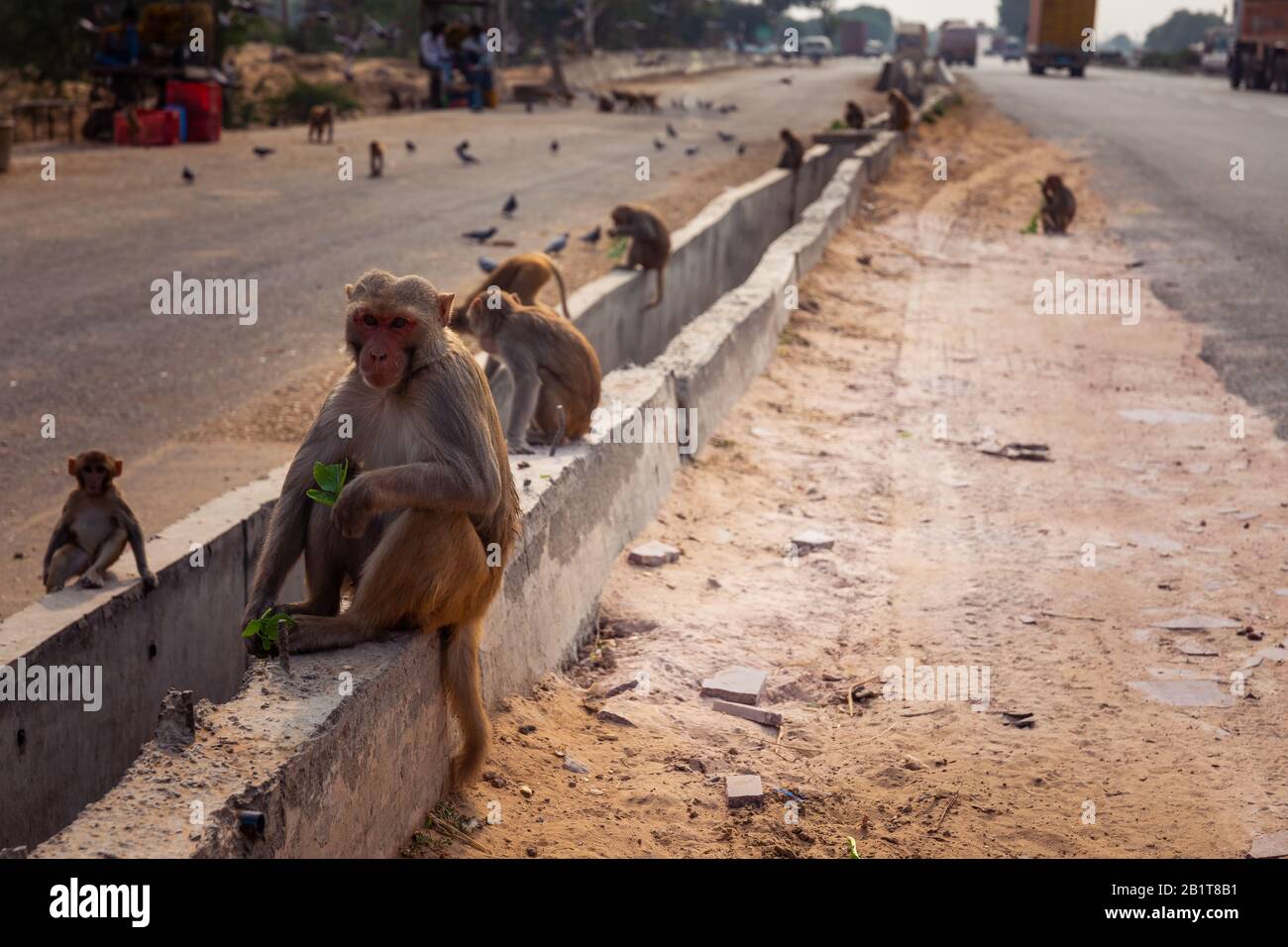 Monkeys in the road between New Delhi and Jaipur, India Stock Photo - Alamy