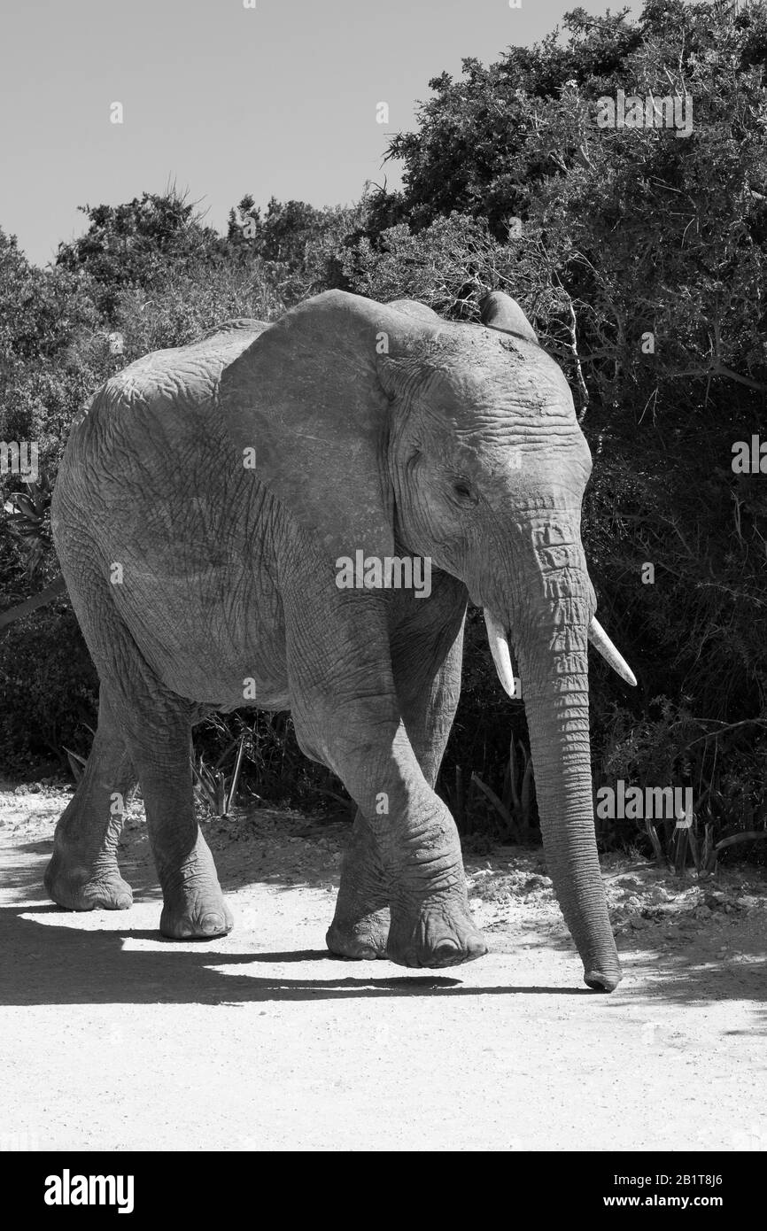 Straggler High Resolution Stock Photography and Images - Alamy