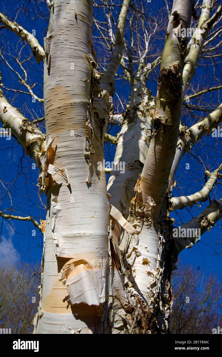 White birch trees in garden hi-res stock photography and images - Alamy
