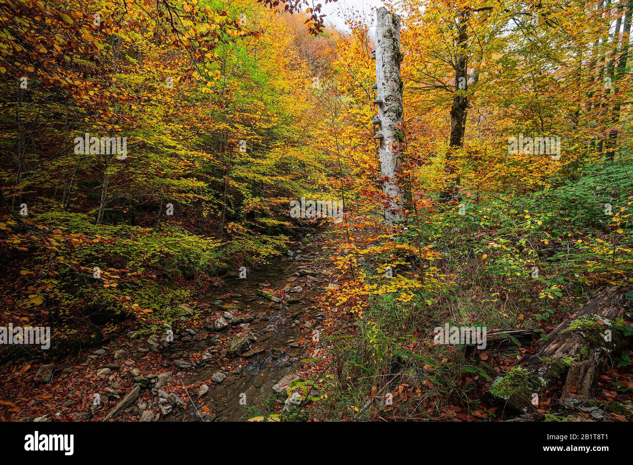 Jungle irati hi-res stock photography and images - Alamy