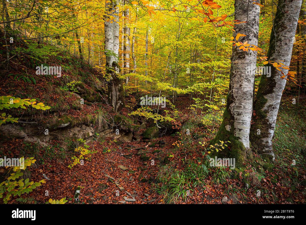 Color of dream hi-res stock photography and images - Alamy