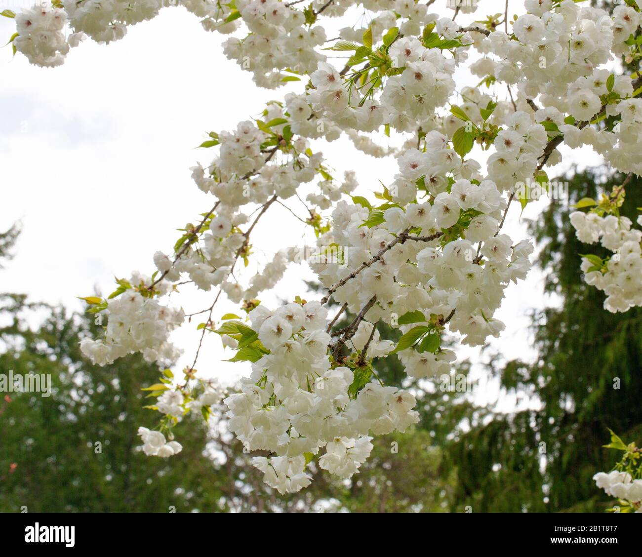 Budding cherry blossoms hi-res stock photography and images - Alamy