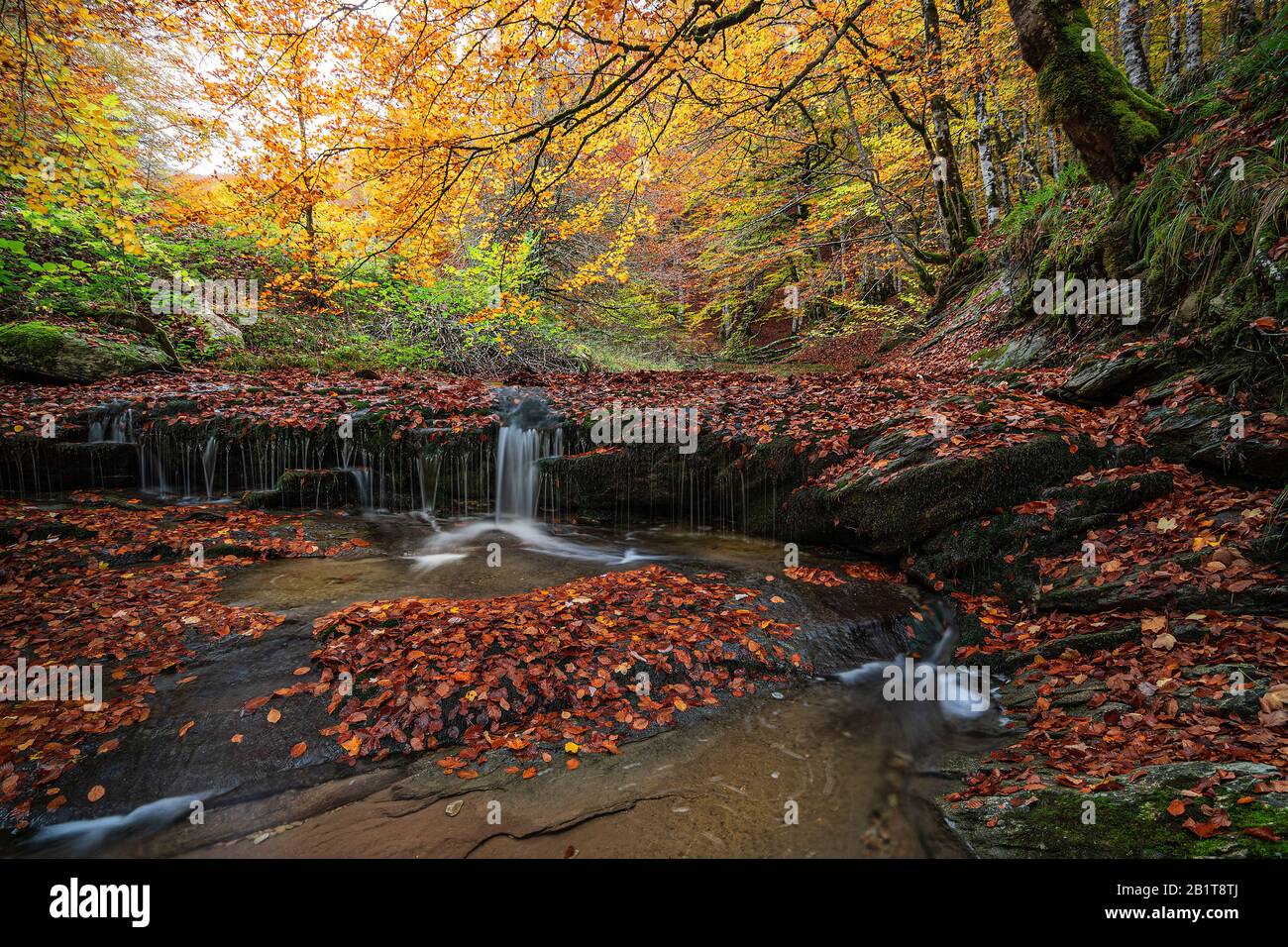 Selva de irati hi-res stock photography and images - Alamy