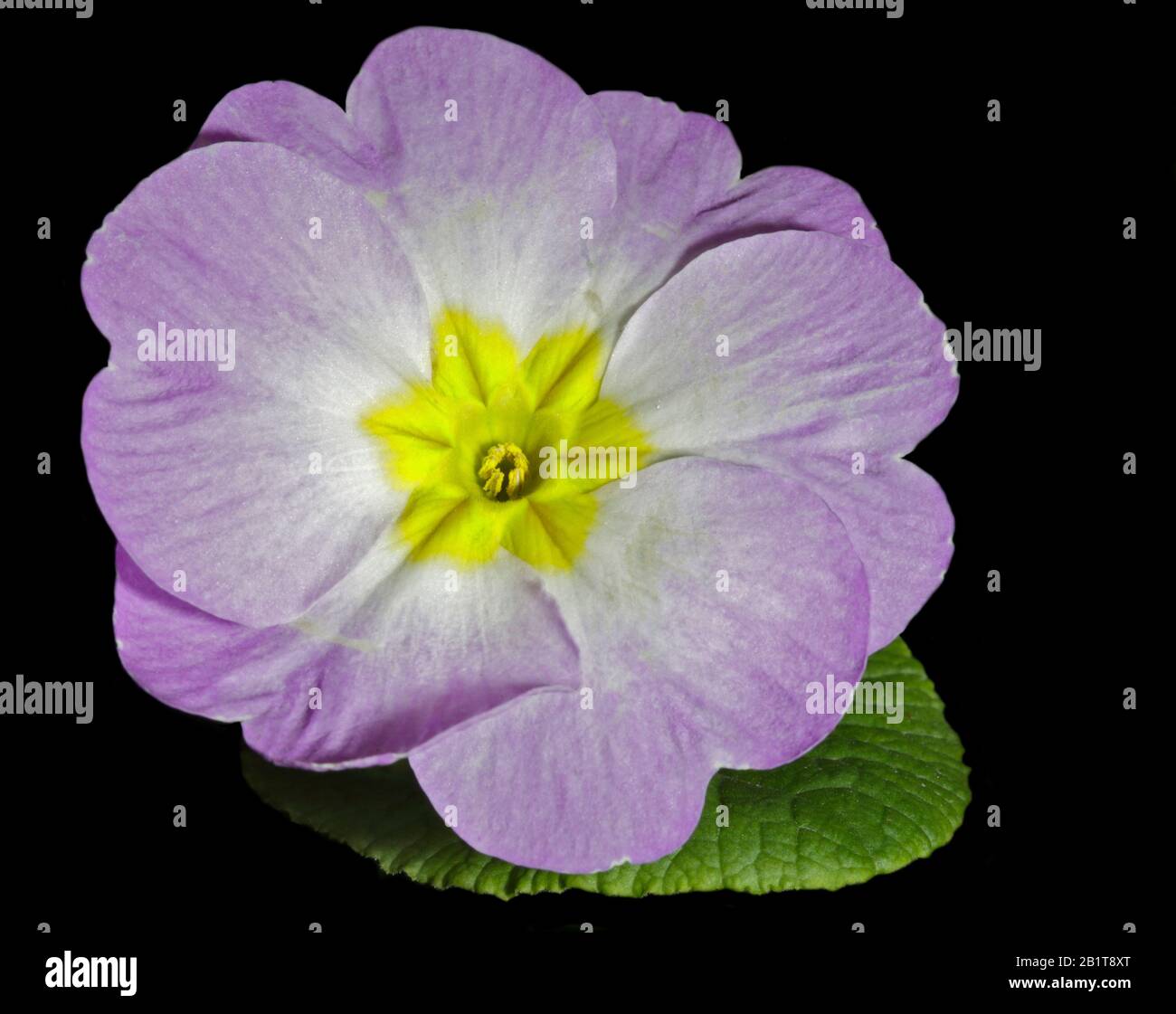 Pink Primula High Resolution Stock Photography and Images - Alamy