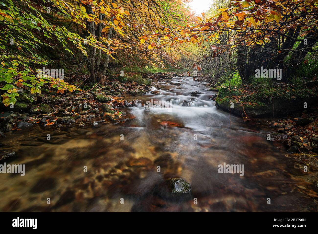 Water beech hi-res stock photography and images - Alamy
