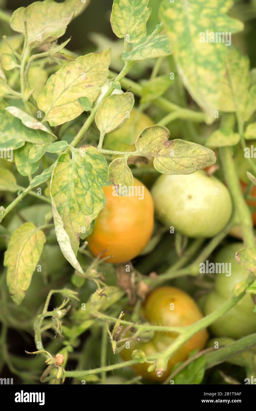 Tomato Plant Disease High Resolution Stock Photography and Images - Alamy