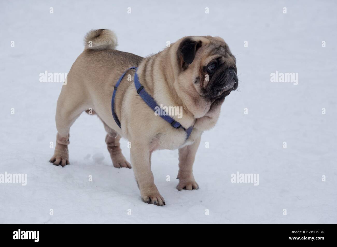 Cream-colored chinese pug is standing on a white snow in the winter ...