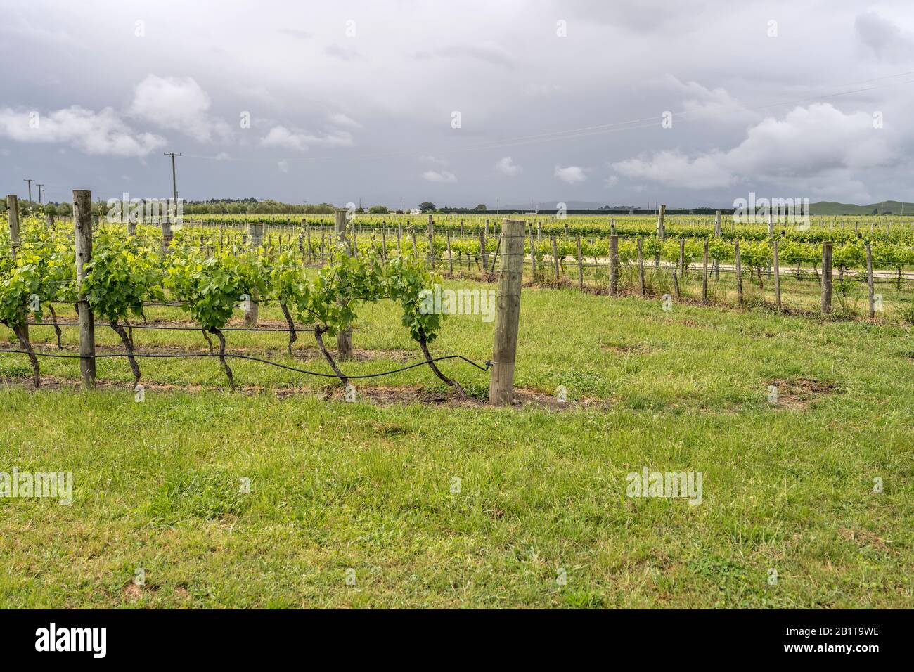 Ongaonga High Resolution Stock Photography and Images - Alamy