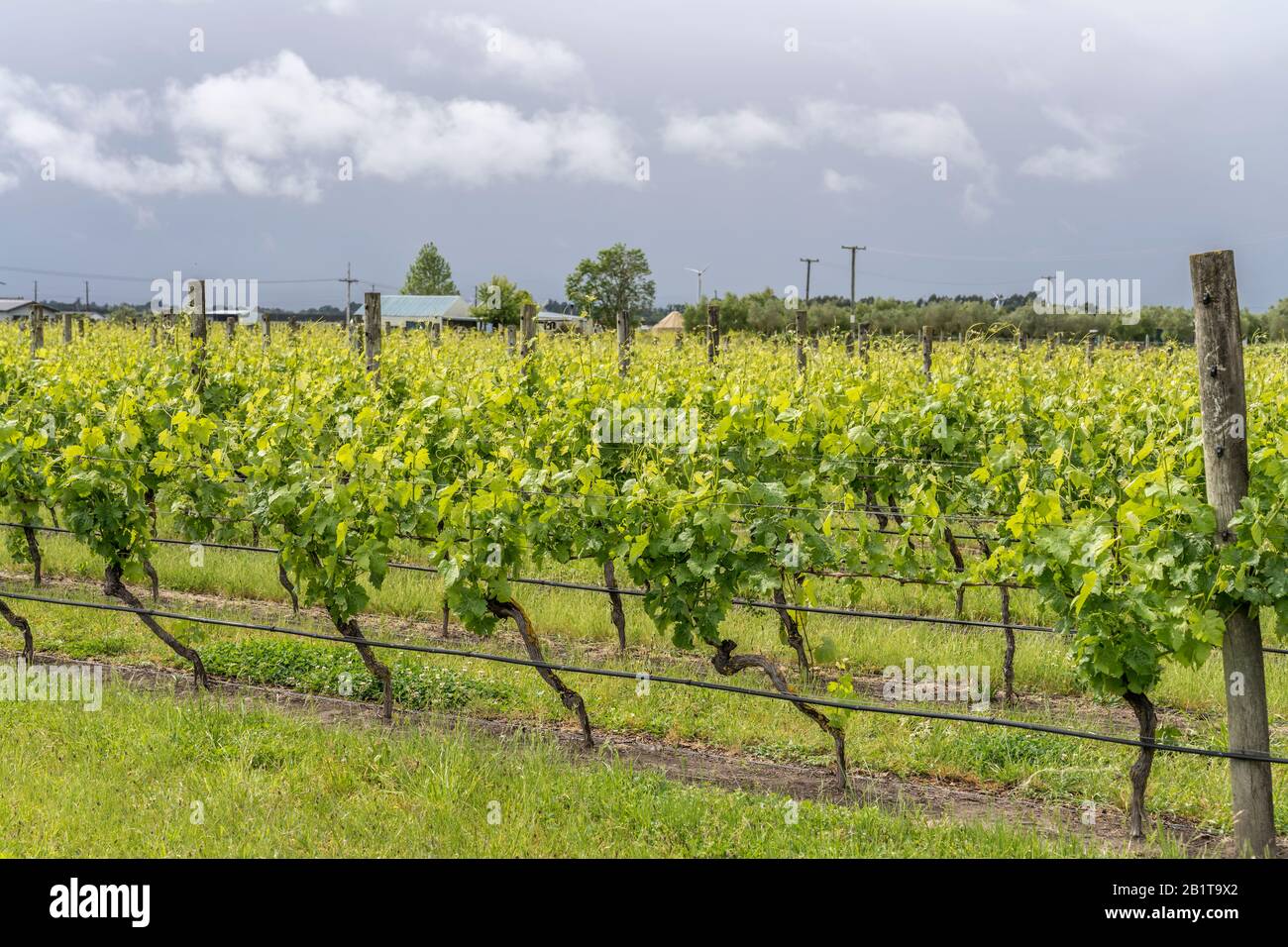 Ongaonga High Resolution Stock Photography and Images - Alamy