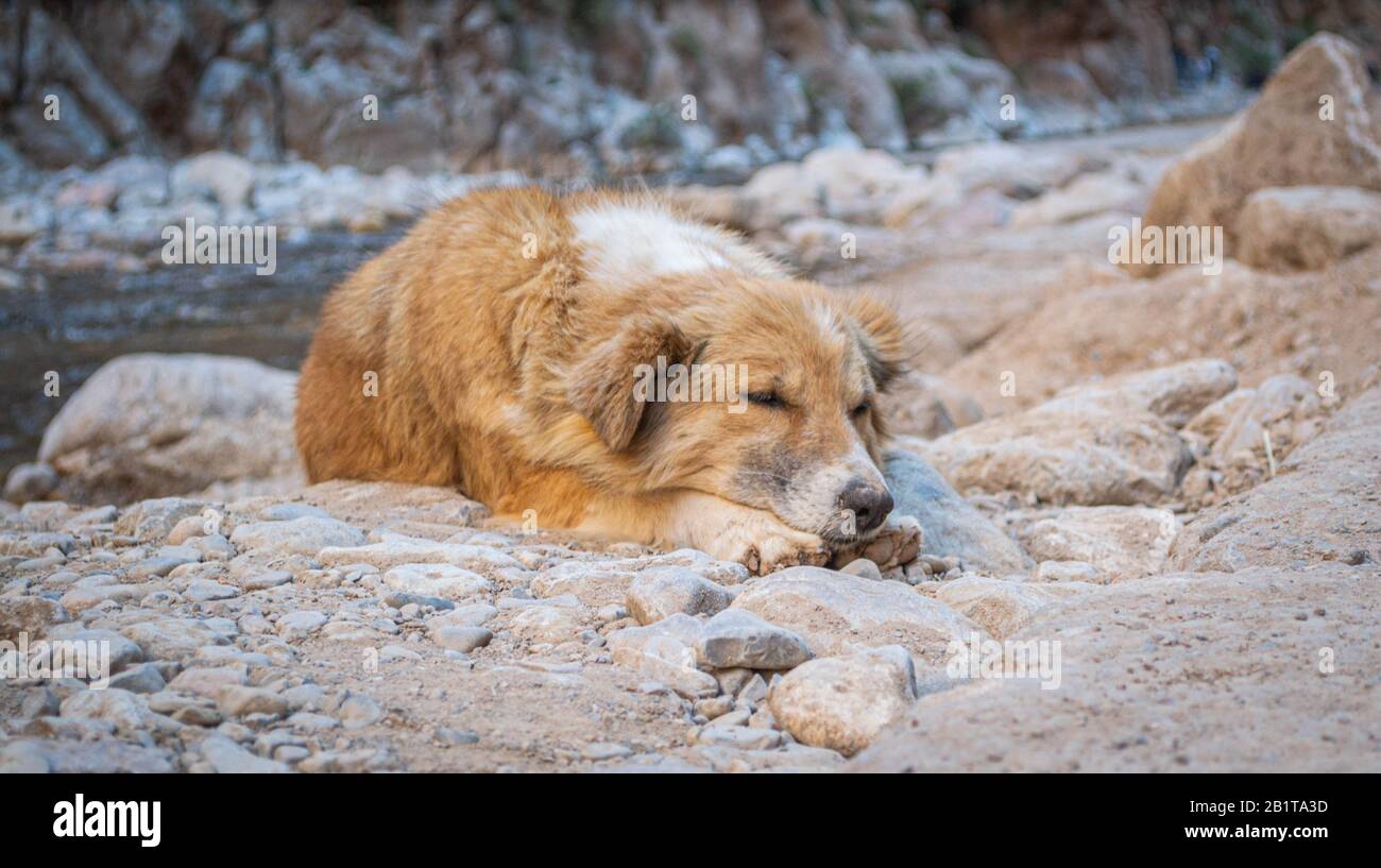 Sleeping beauty, This adorable nomad dog is a photogenic one Stock ...
