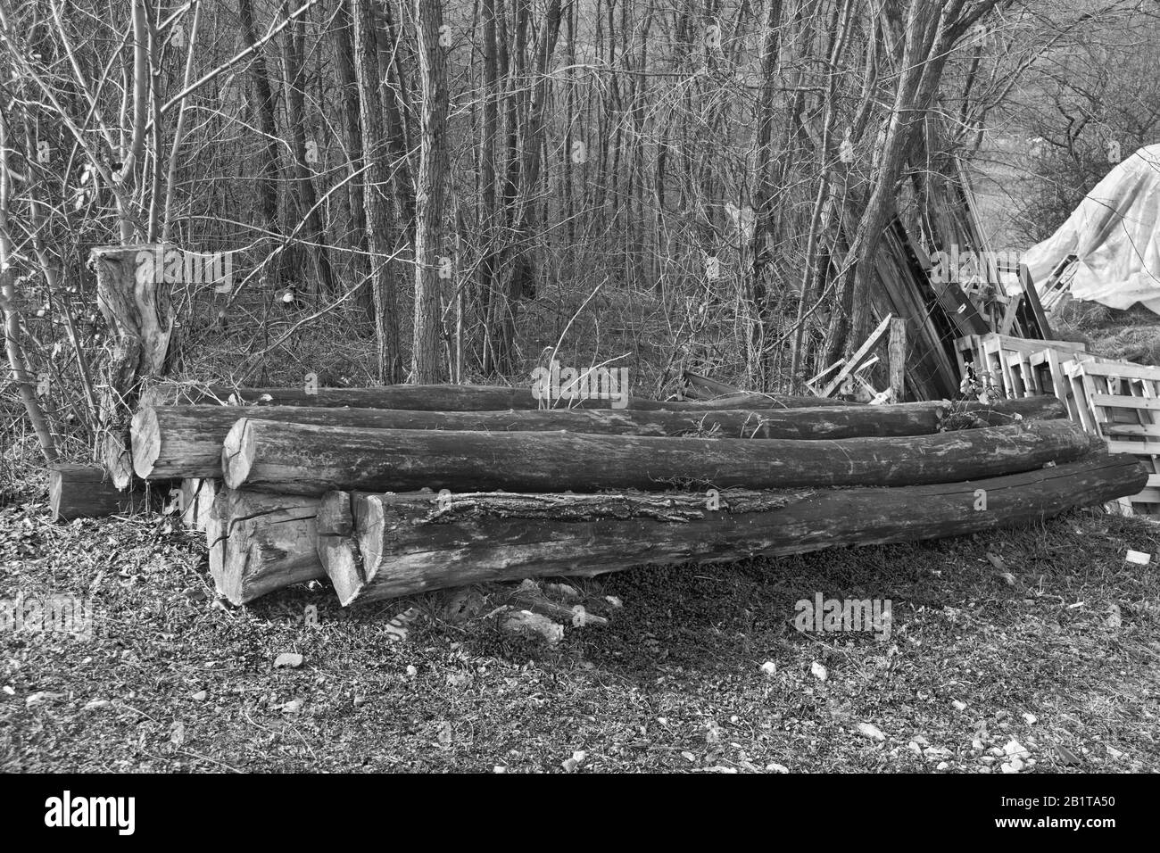 Long-cut logs in the village await further processing and use Stock ...