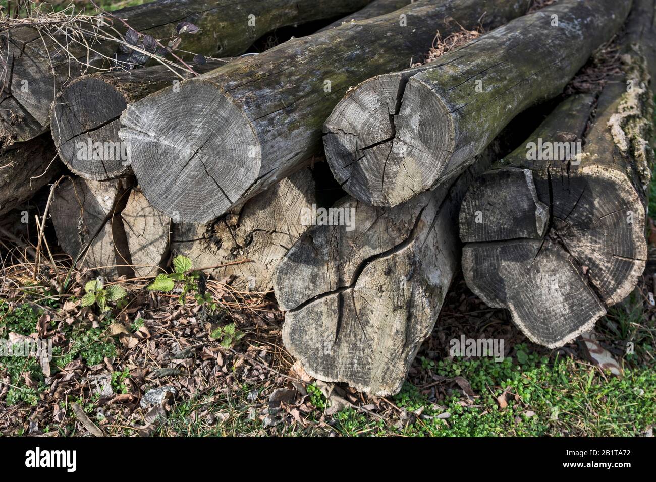 Long-cut logs in the village await further processing and use Stock ...